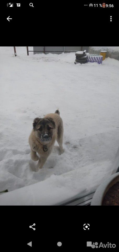 Алабай 1 год