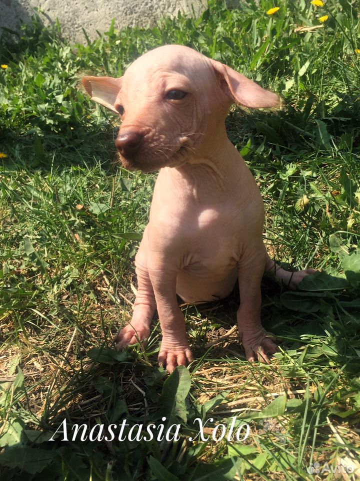 Ксолоитцкуинтли