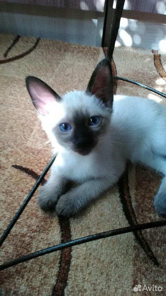 Тайские котятки)