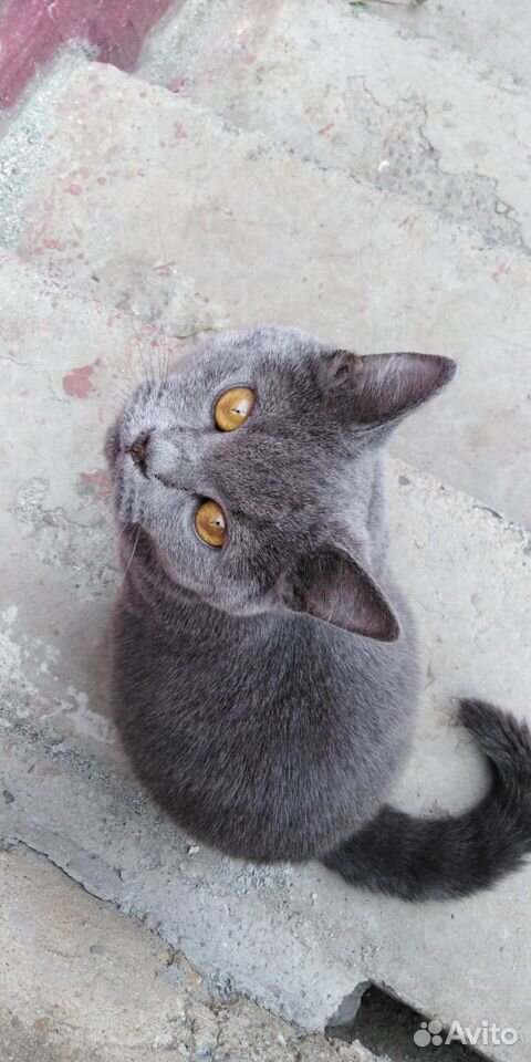 Котик Бесплатно