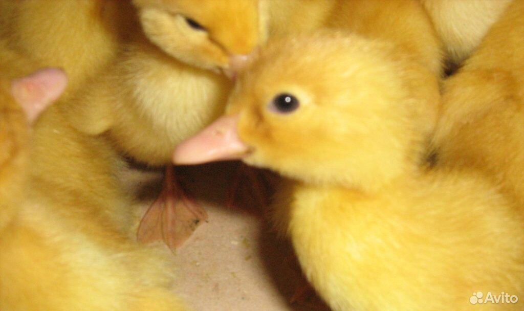 Утка, муларды, гуси