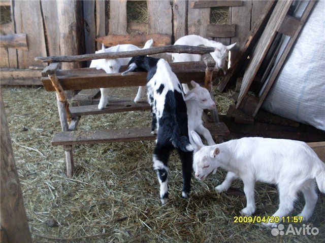 Козлята 3-х месячные помесные