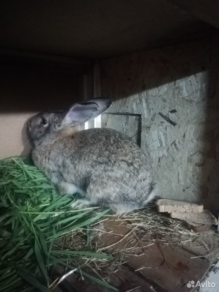 Крольчиха Фландер