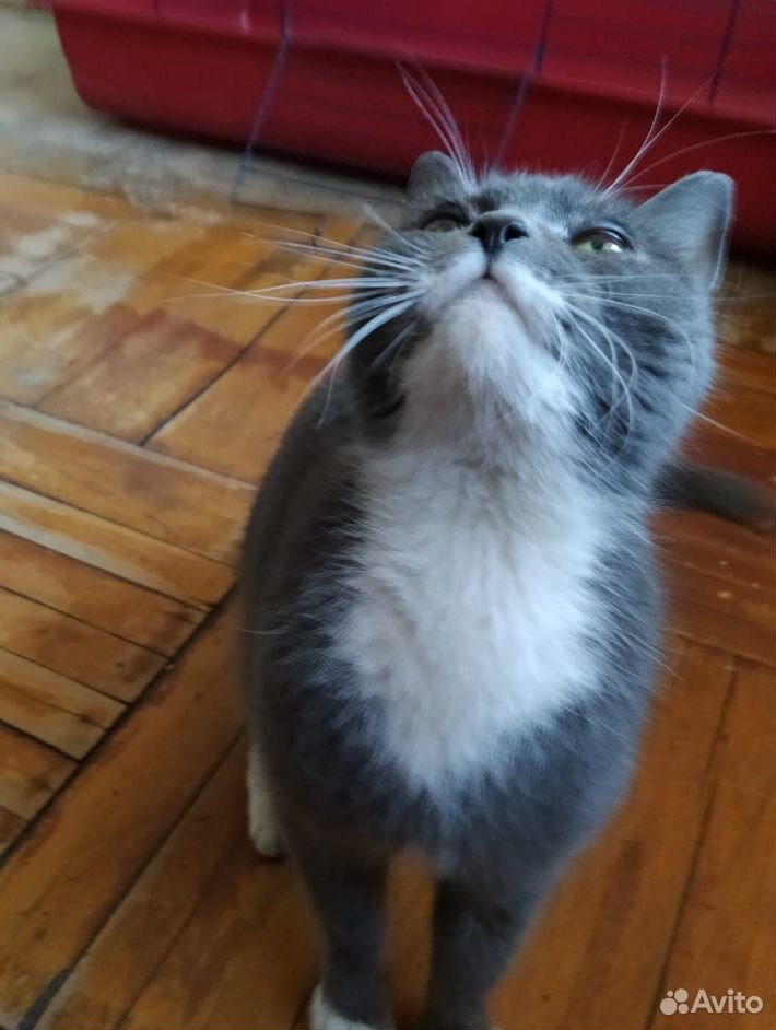 Кошечка Джуманджи