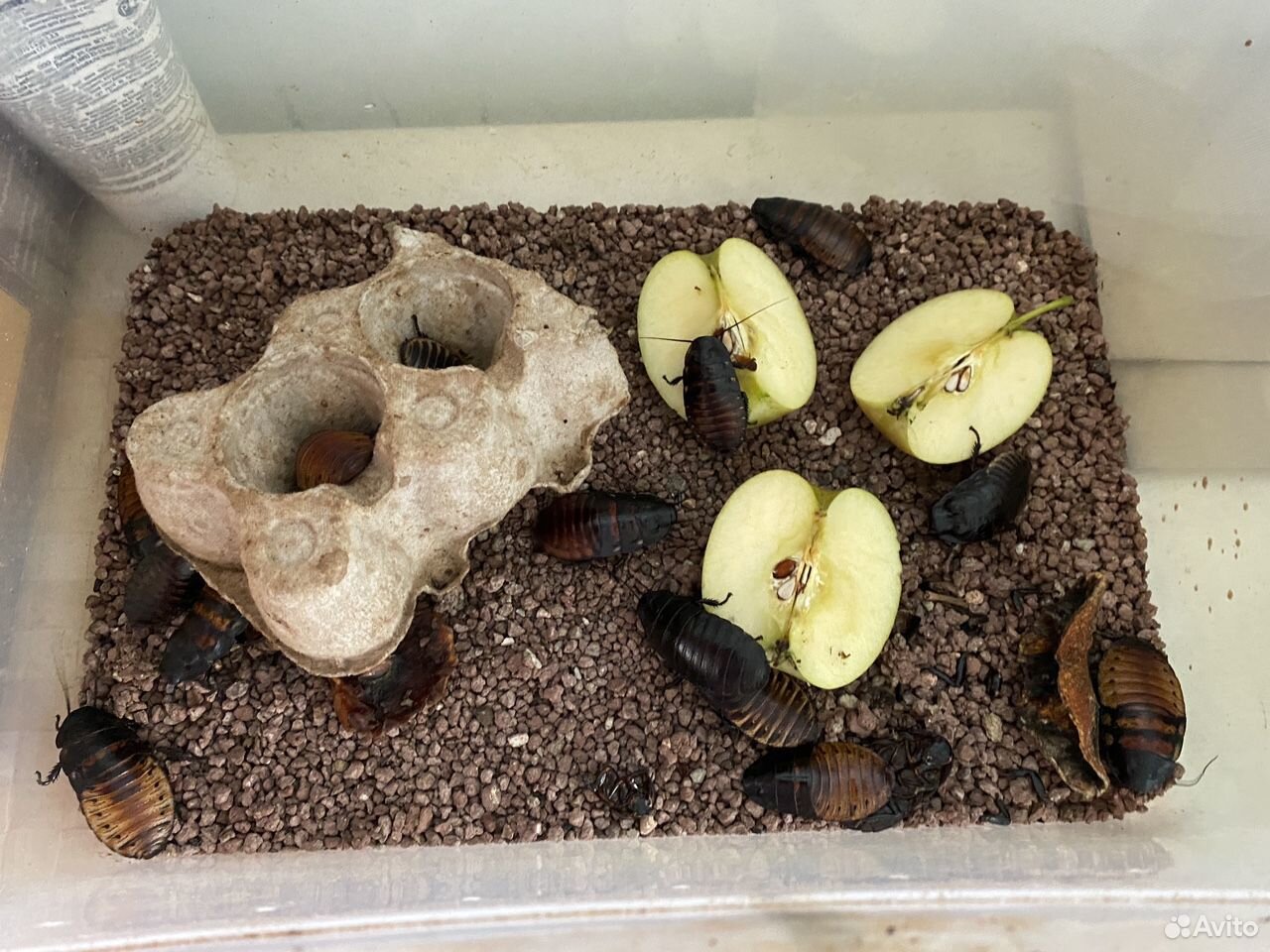 Мадагаскарские шипящие тараканы