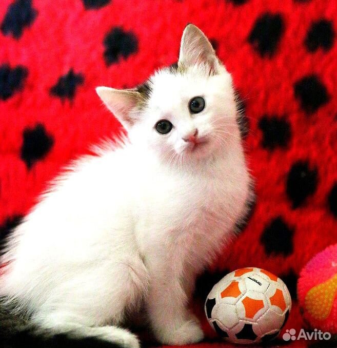 Белый котенок Симферополь