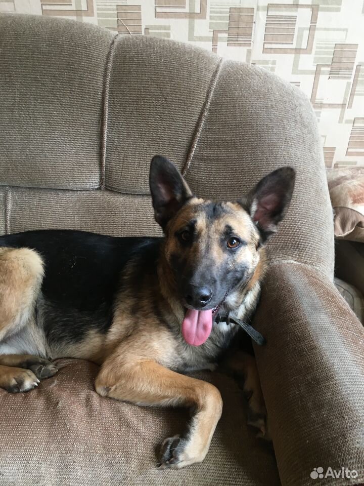 Молодой пёс Милан в добрые руки