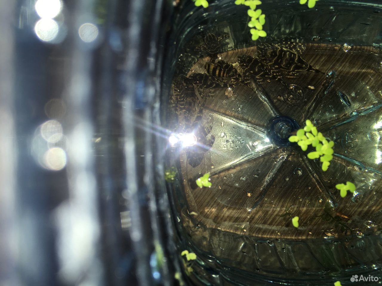 Номерные L Сомы 340