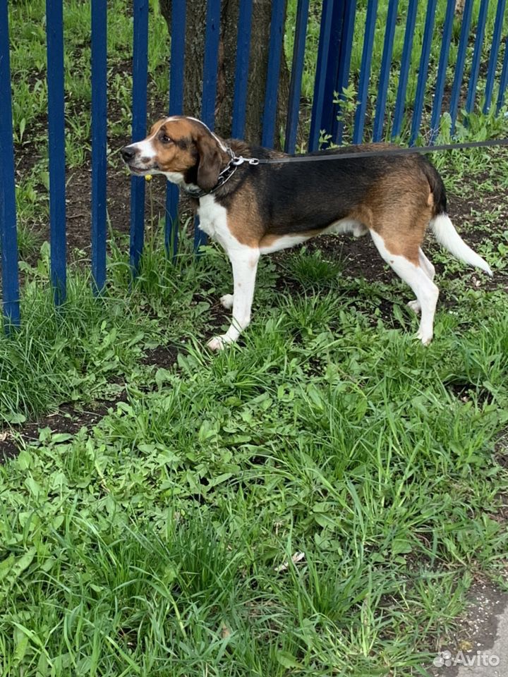 Отдадим в хорошие руки Эстонская гончая (бигль)