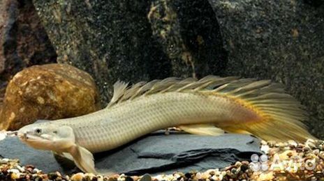 Рыба дракон (полиптерус сенегальский)
