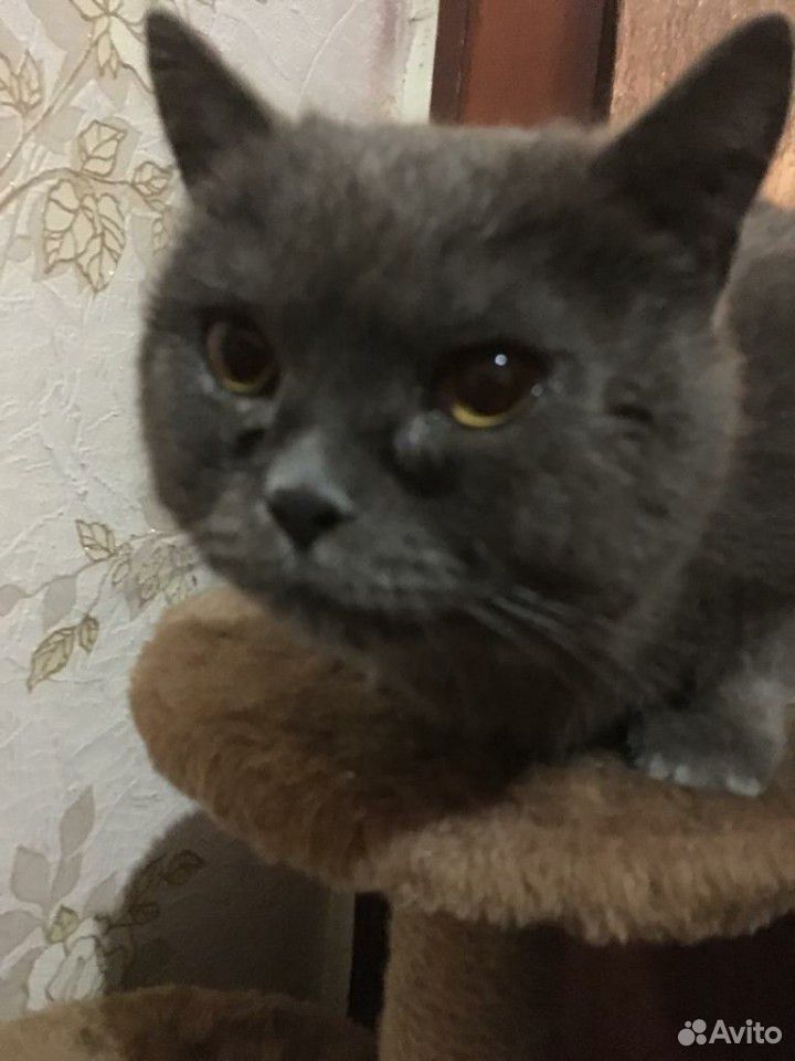 Британская