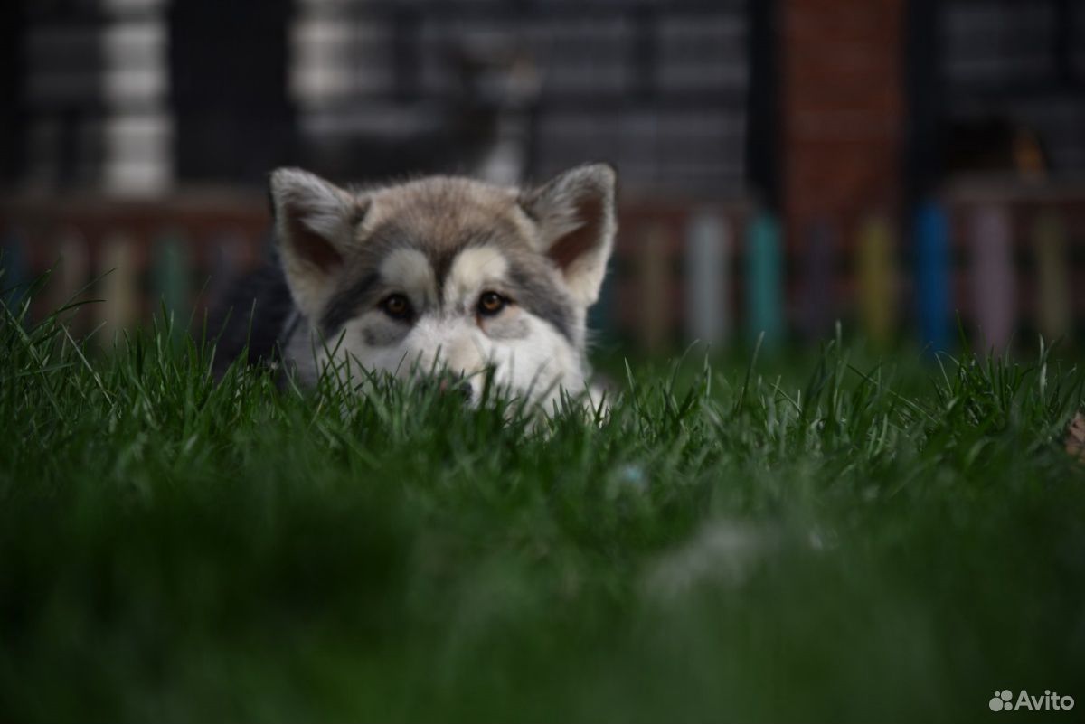 Сибирский хаски