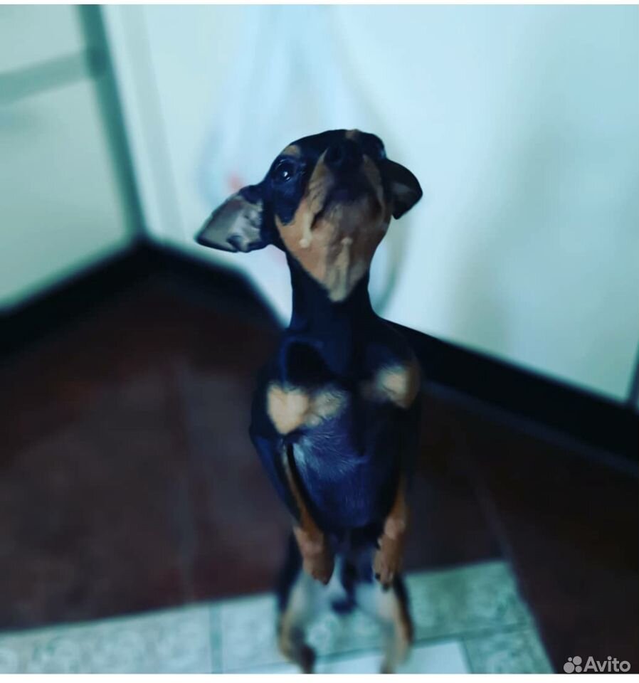 Отдам тойчика