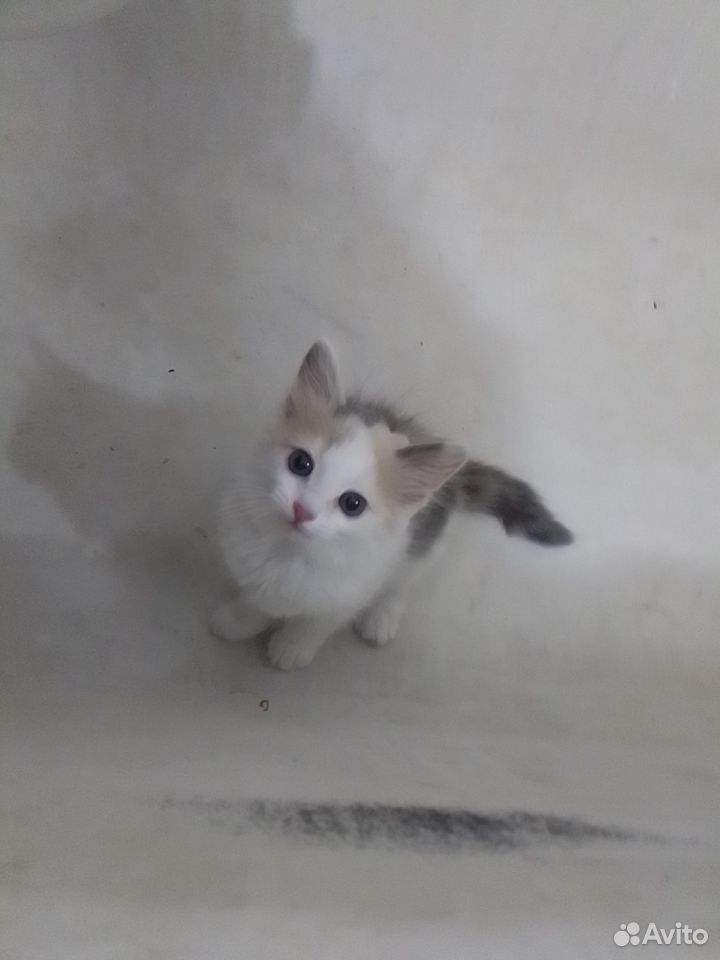 Котенок в добрые руки