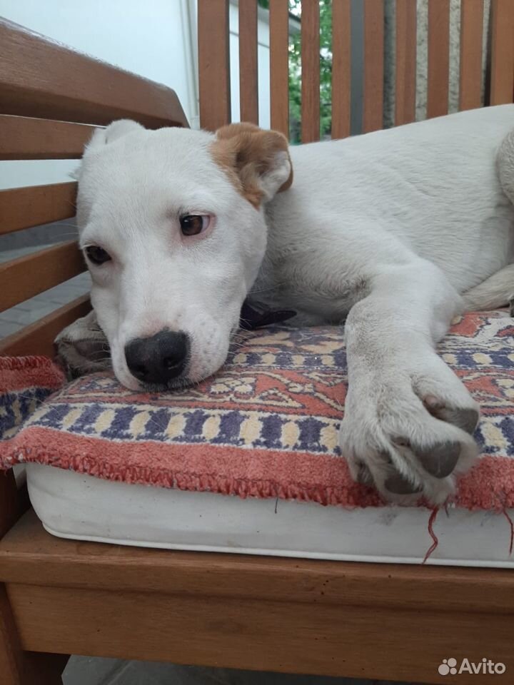 Ищет дом щенок не крупной Собачки Чара