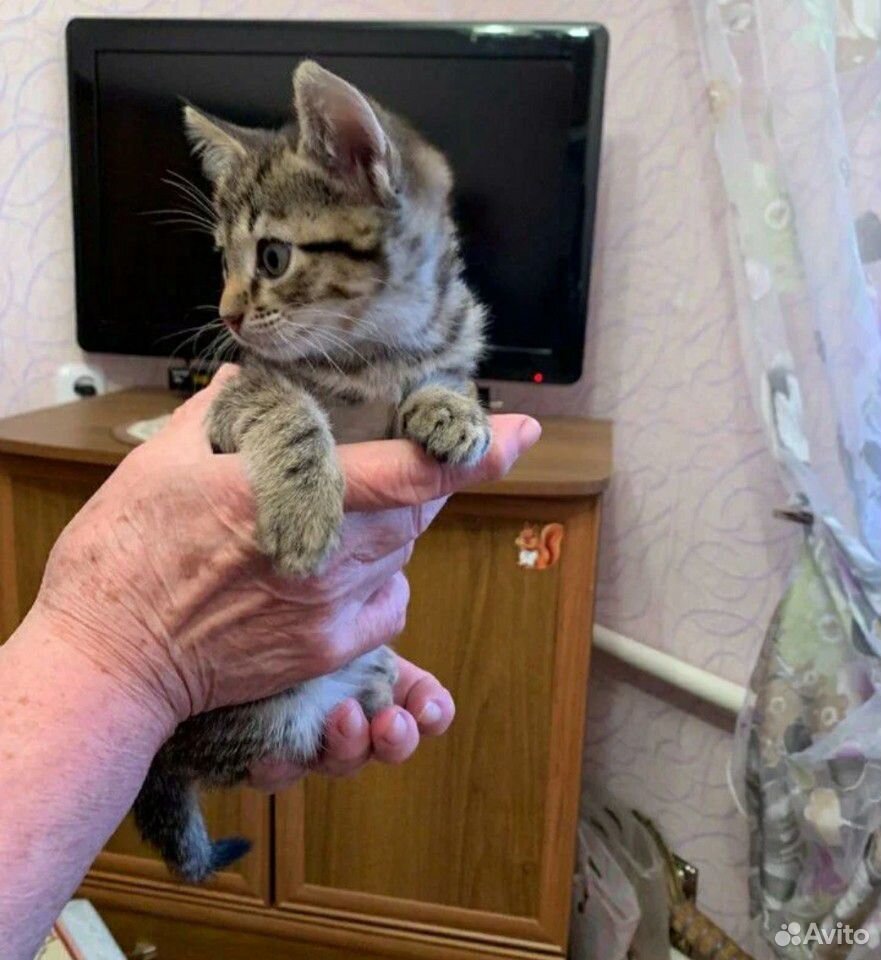 Полосатенькая кошечка