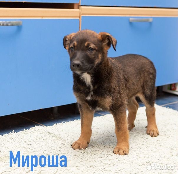 Щенок Мироша