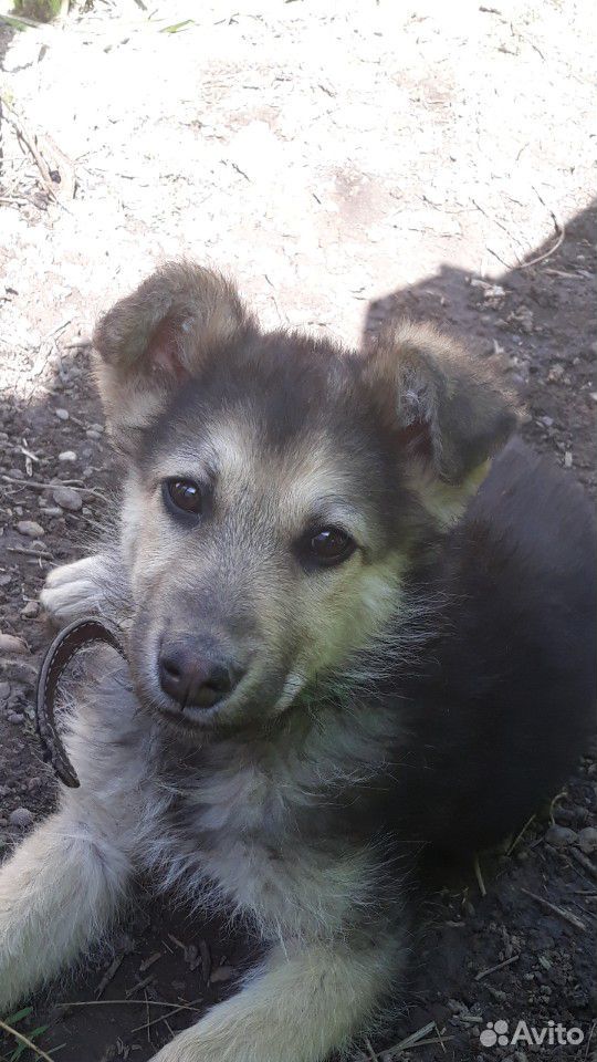 Отдам в хорошие руки. Щенки 3 месяца. На последнем