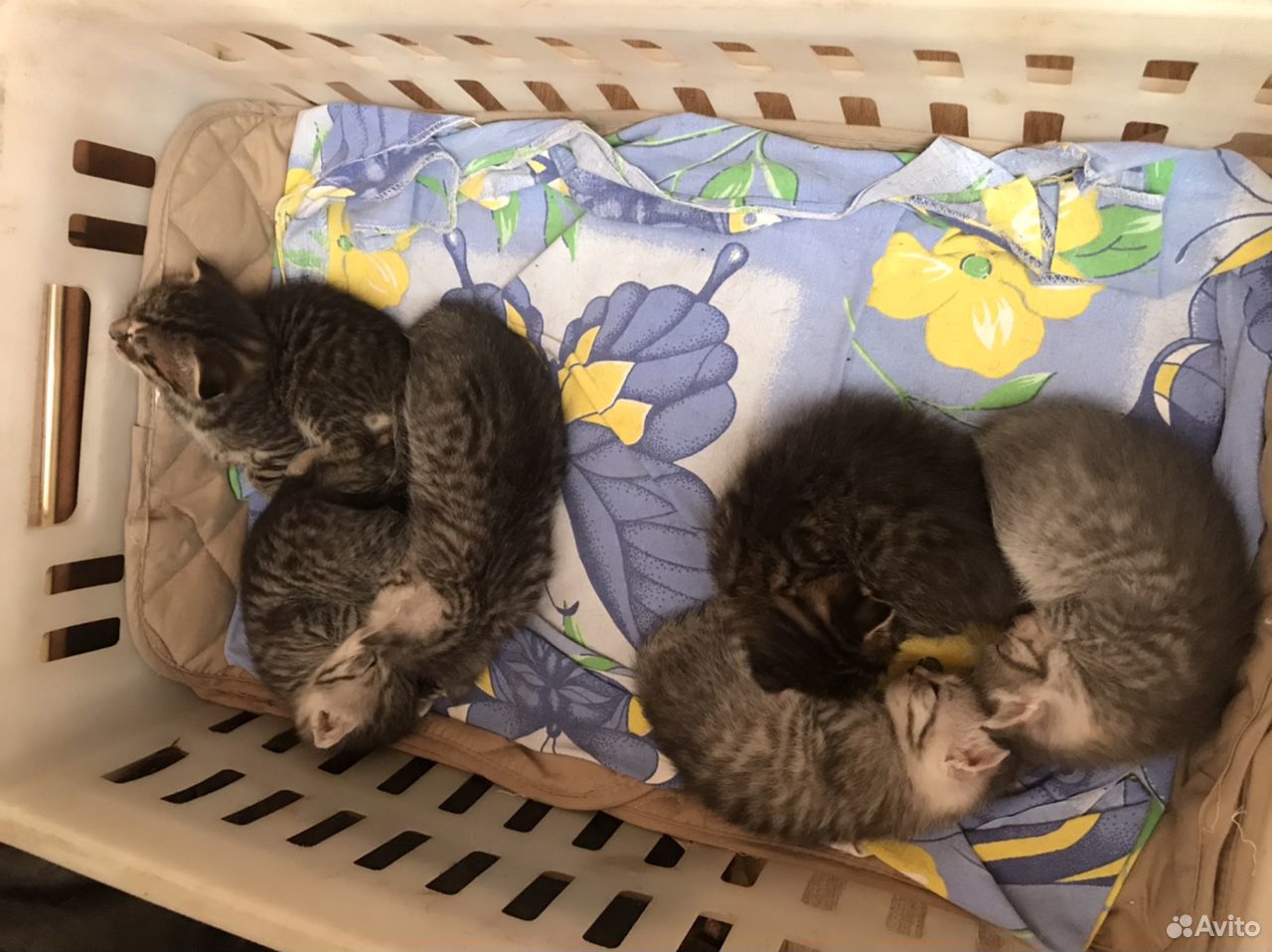 Котята британки-вислоушка