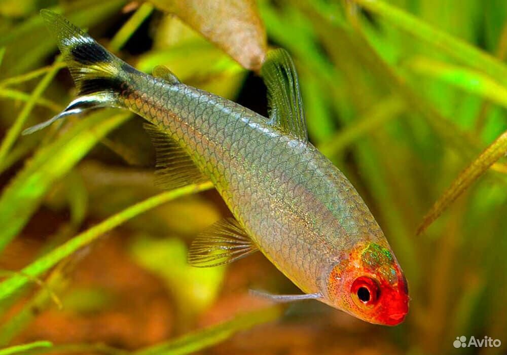 Ростодомус или красноносая тетра