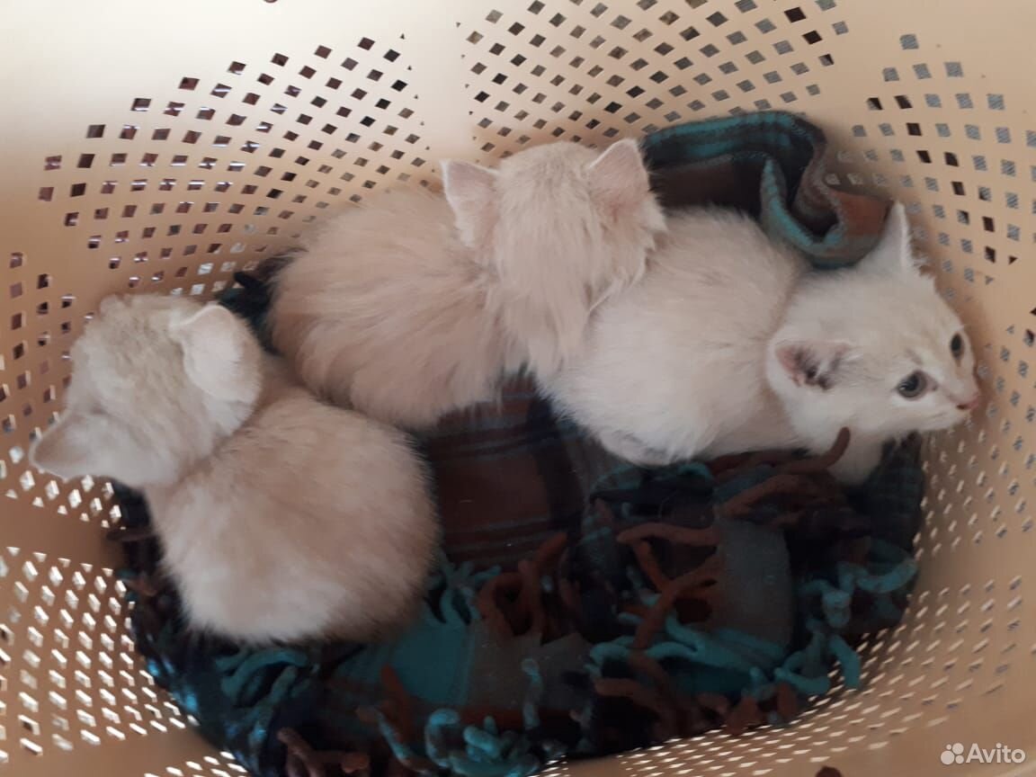 Котята в хорошие руки