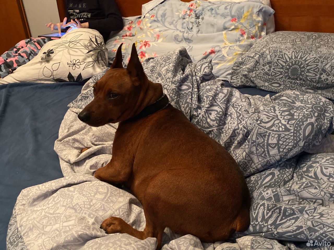 Цвергпинчер