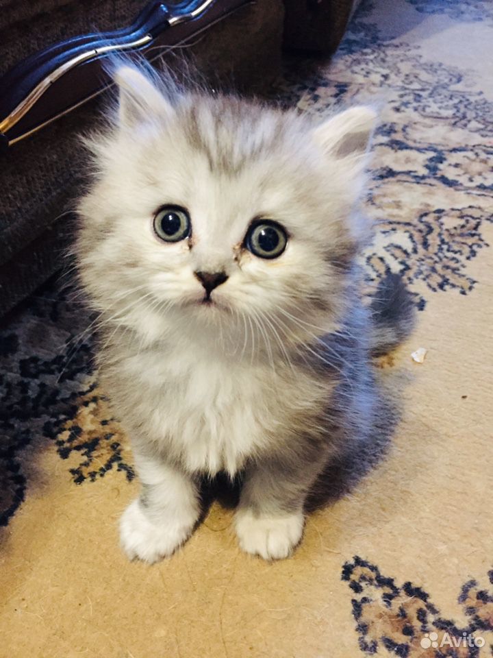 Котенок Шотландец Страйт
