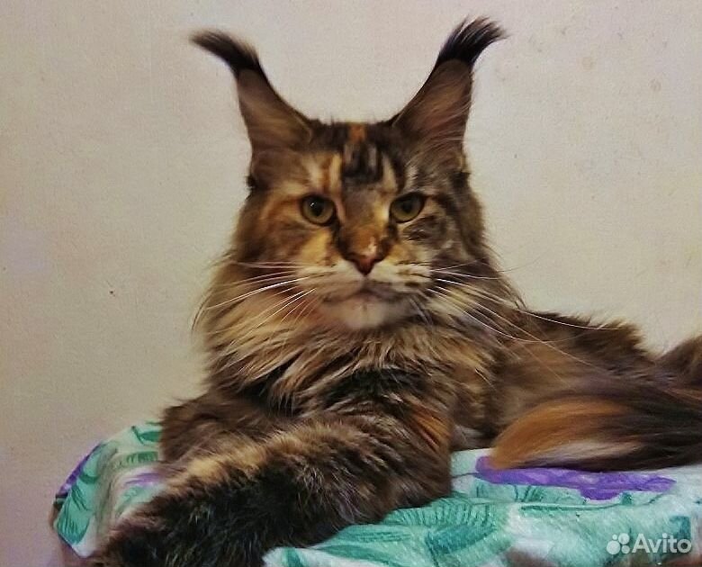 Кошечка Пелагея