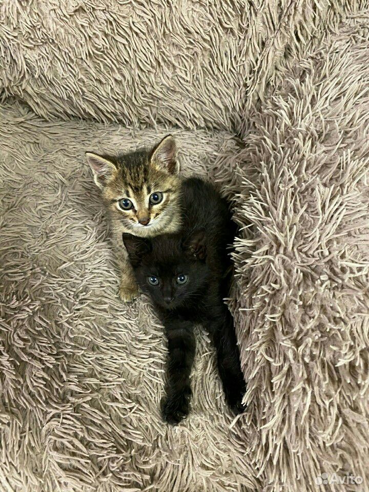 Плюшевые котята