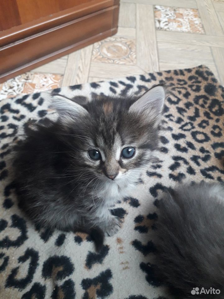 Котята веселые ребята