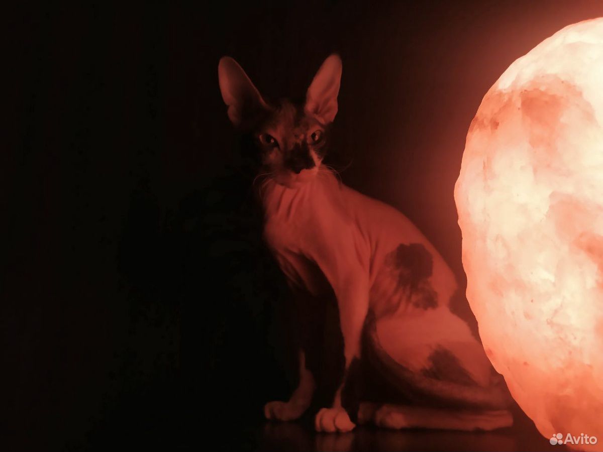 Пятнистое чудо, сфинкс