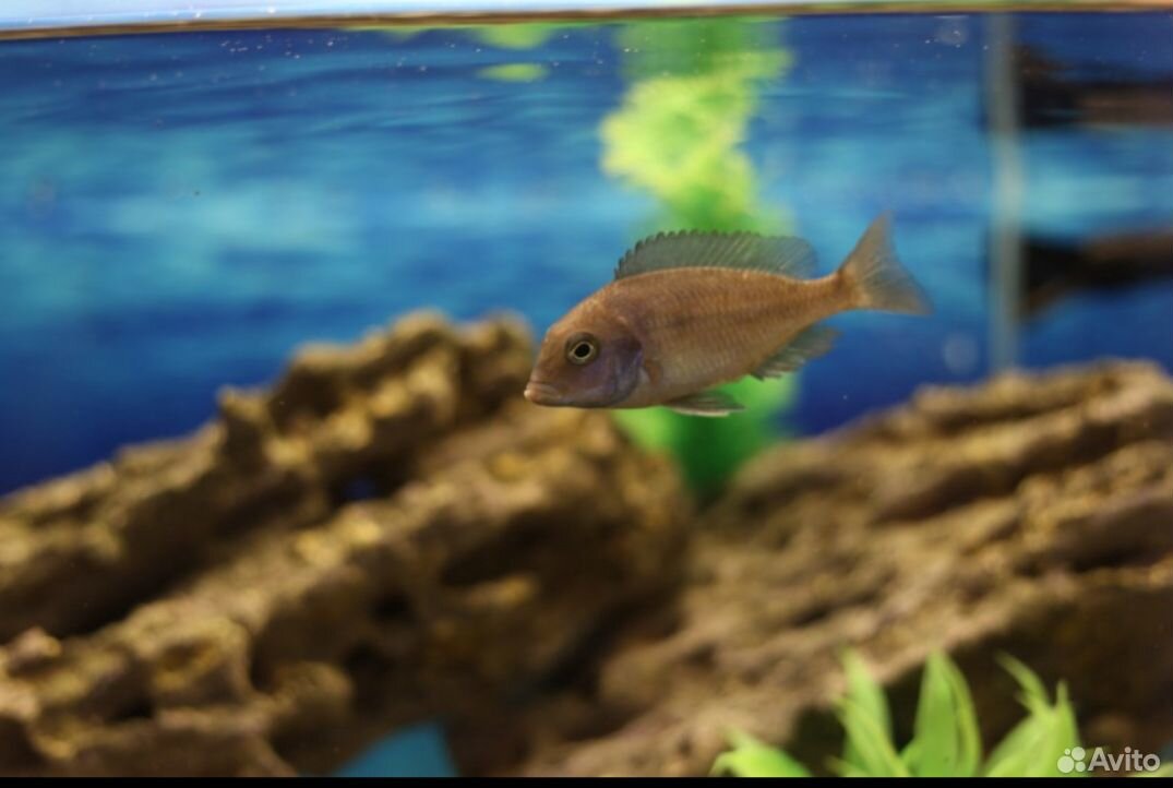 Цихлида Дельфин