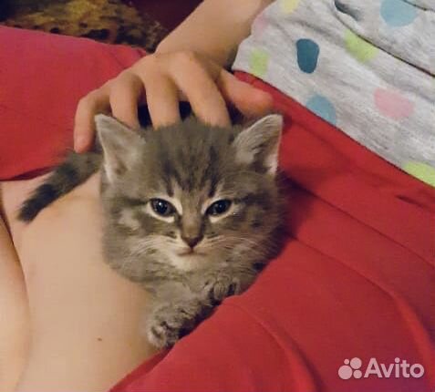 Кошка