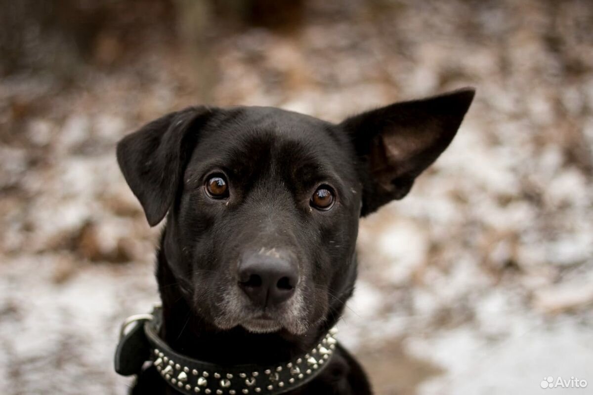 Отличный пес Остался без хозяев Не на цепь