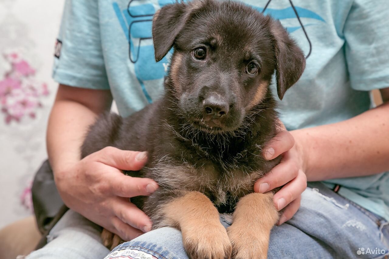 Щенок грация 2,5 мес. Привита. Привезем