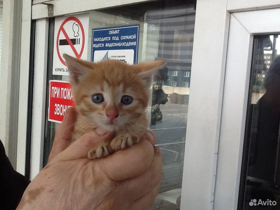 Котёнок мальчик