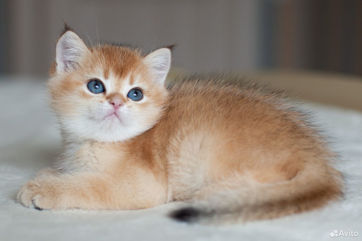 Золотой котик Юпитер