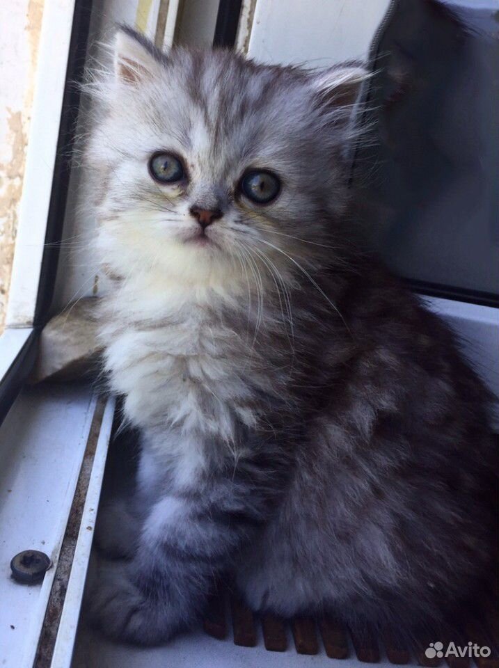 Котенок Шотландский Страйт