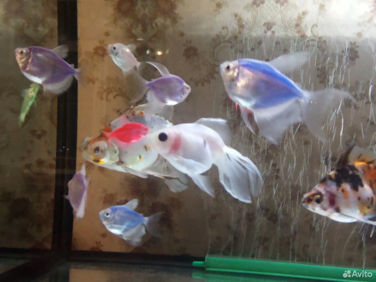 Аквариумные рыбки
