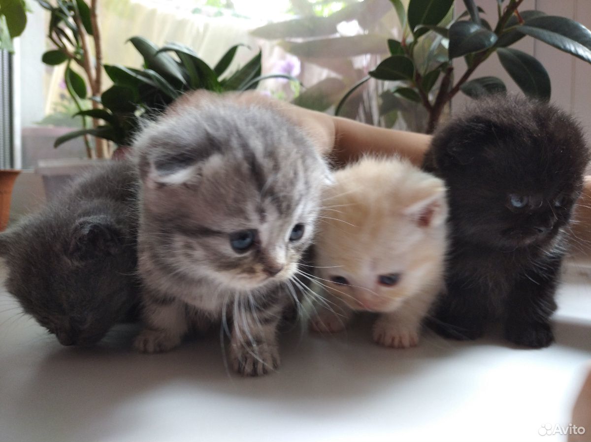 Котята