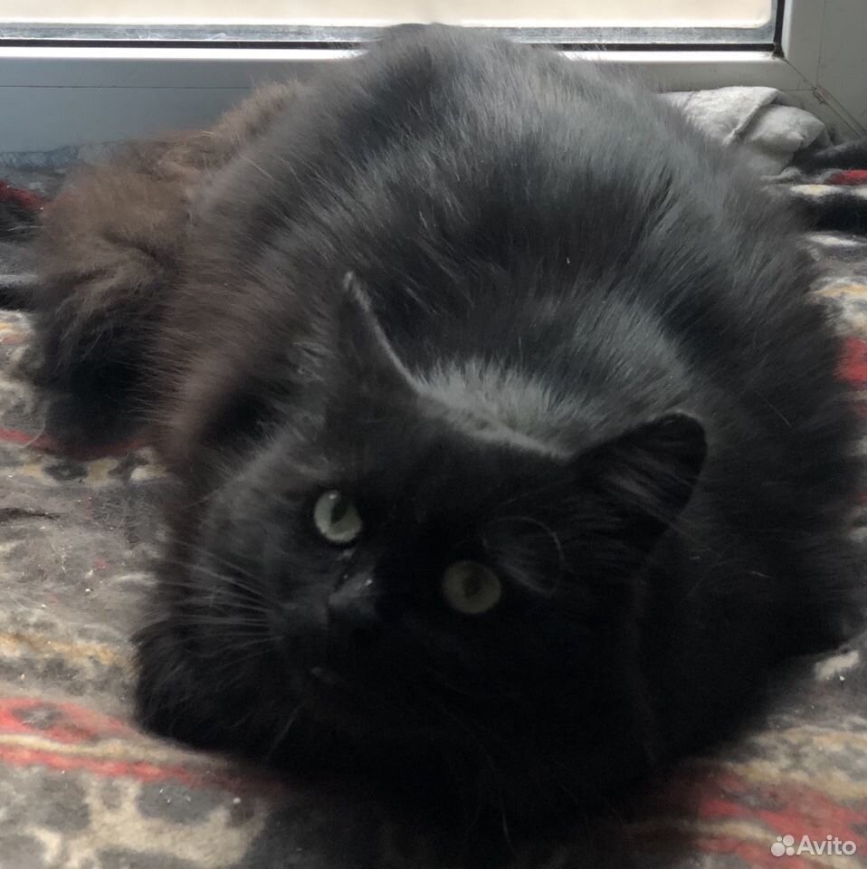 Кошка