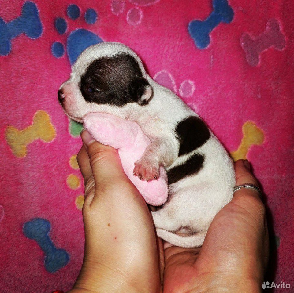 Микро,элитные малыши чихуахуа