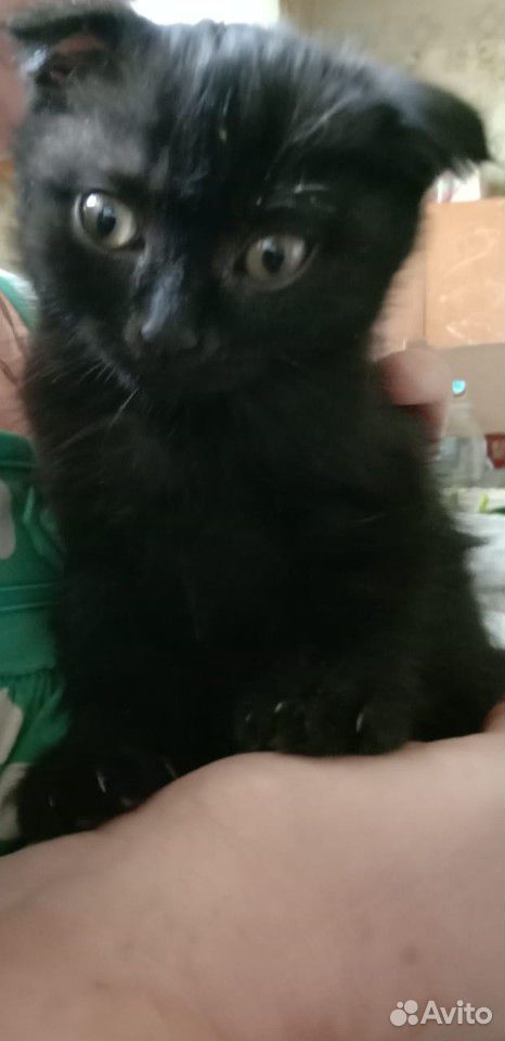 Британские очаровашки