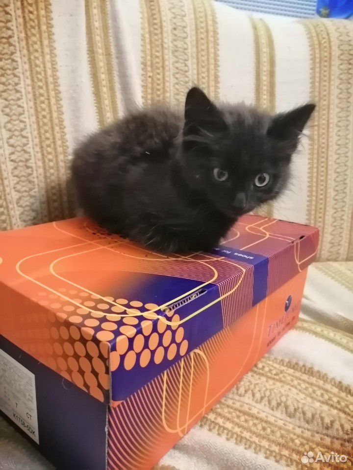Котята
