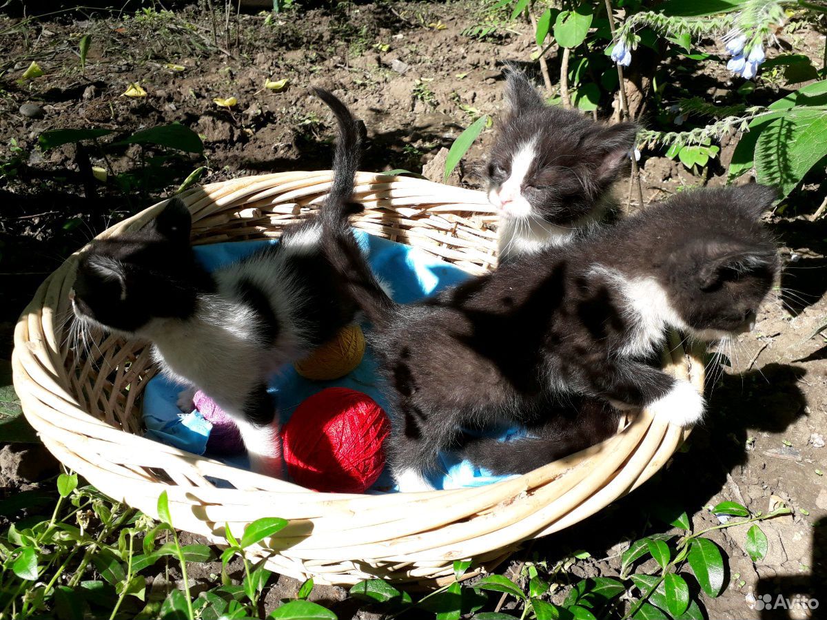 Котята сиротки