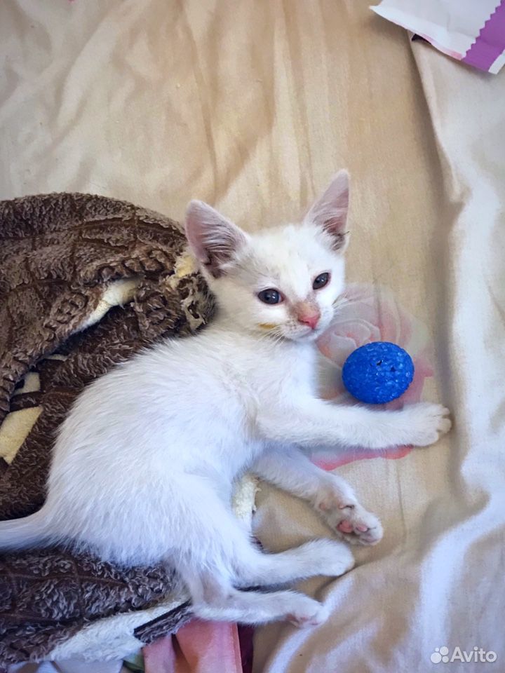 Котёнок, девочка, полтора месяца
