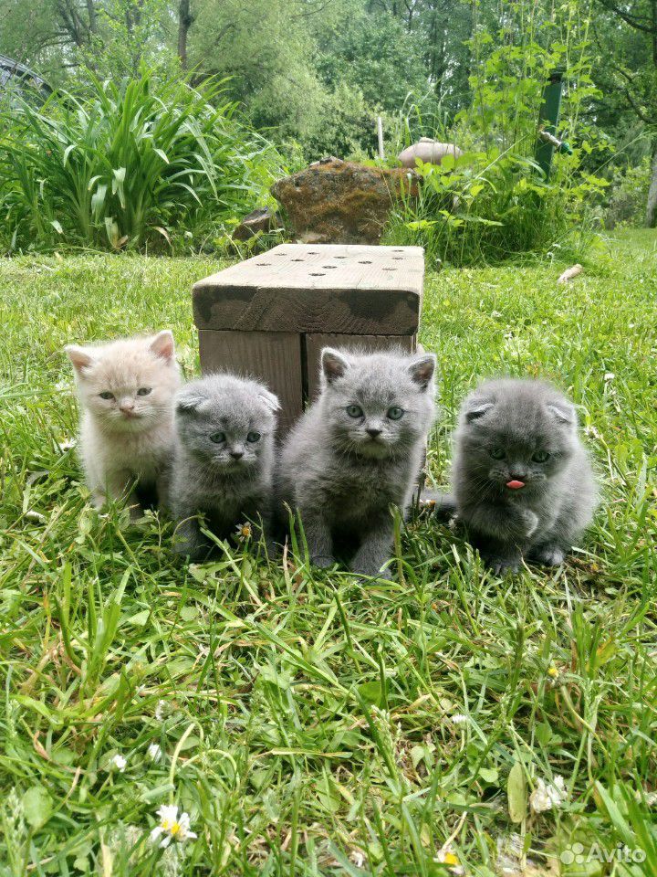 Шотландские котята