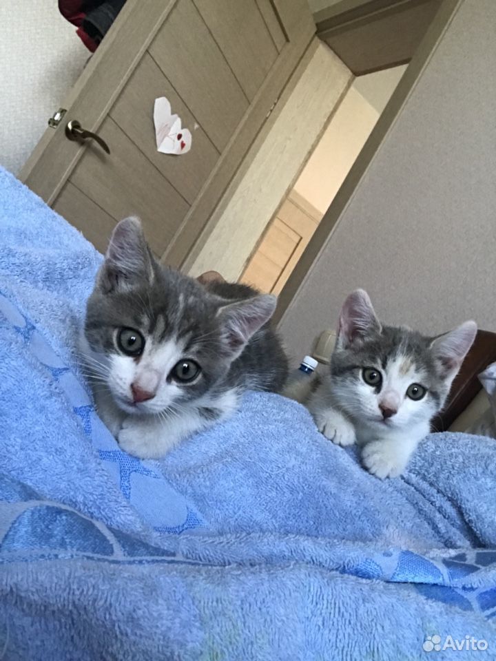 Отдам Котят в добрые руки