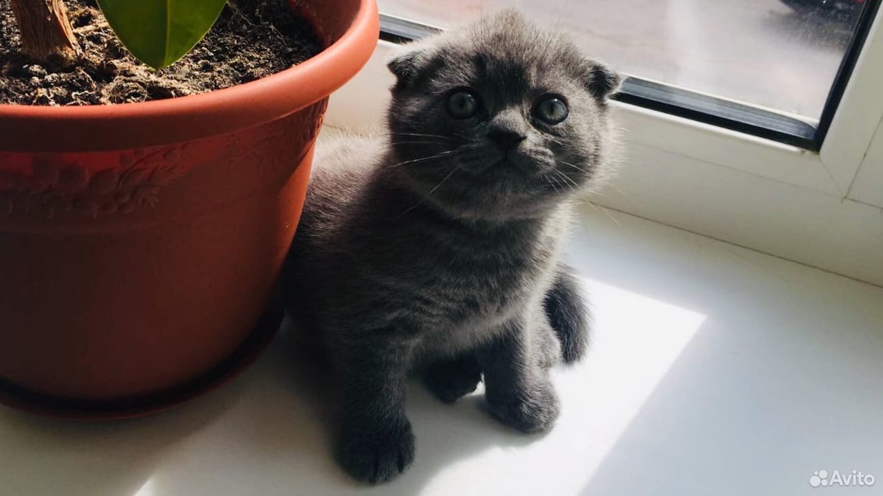 Шотландский вислоухий кот