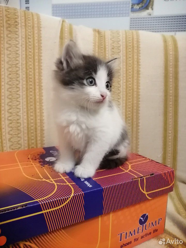 Кошка